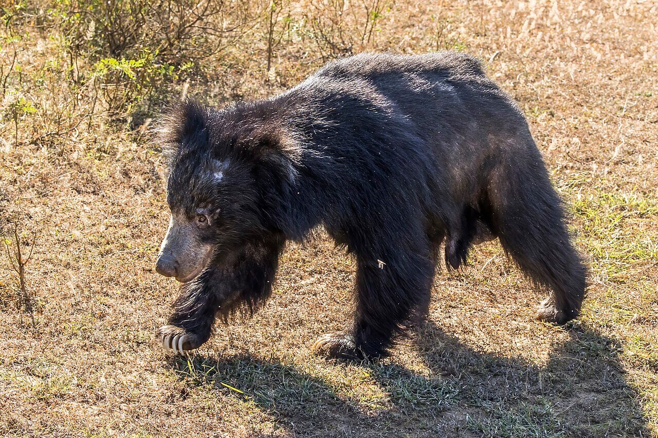 Sloth bears fact file